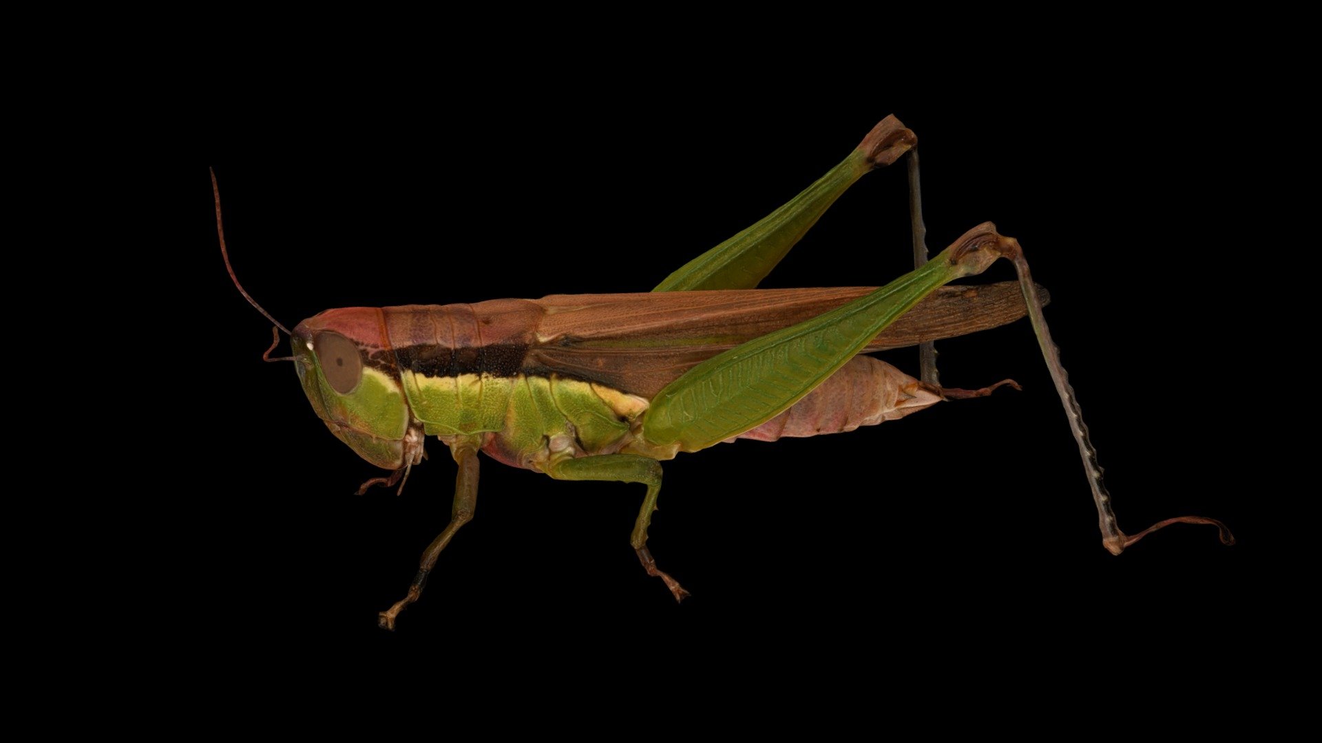 CC0 ハネナガイナゴ 🦗 ♀ Long-winged Rice Grasshopper - Download Free 3D model ...
