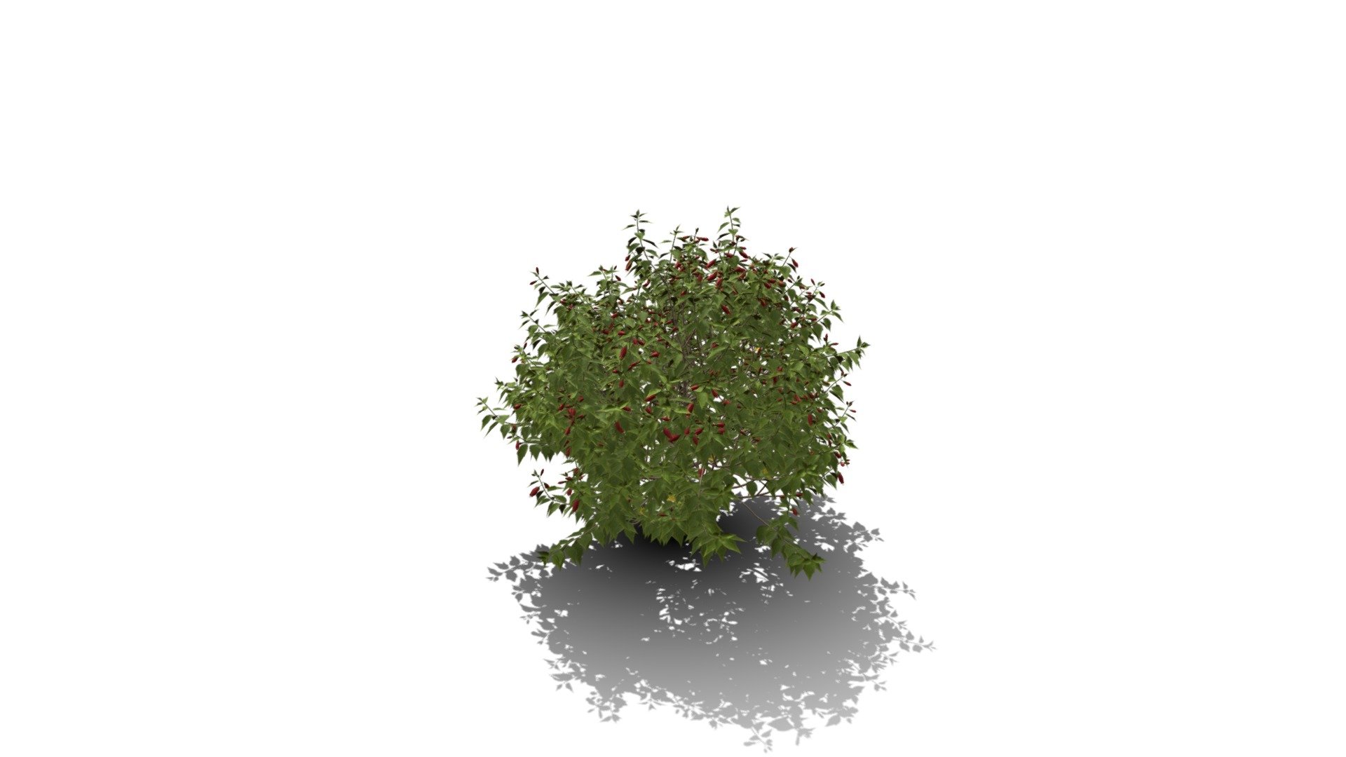 Realistic HD Turk's cap mallow (3/20) - Download Free 3D model by ...