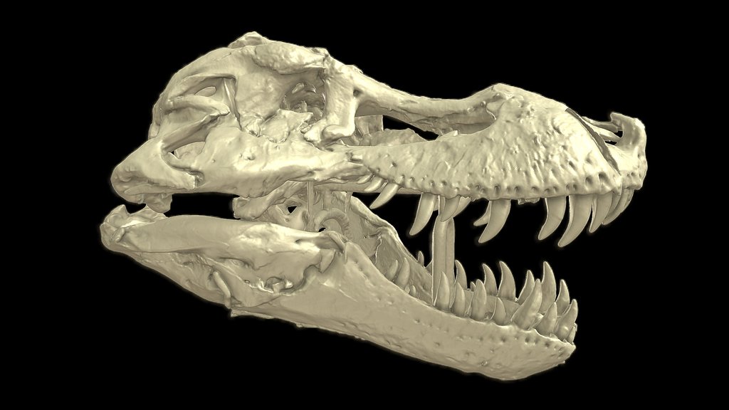 Skull - A 3D model collection by overlord.incorporated - Sketchfab