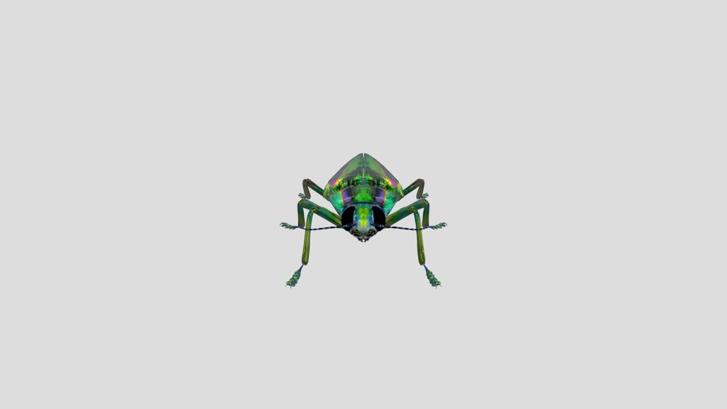 INSECTS - A 3D model collection by petortattoo - Sketchfab