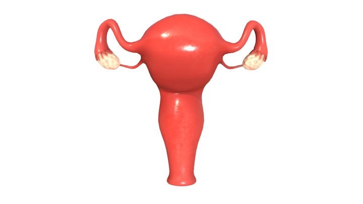 Ovary 3D models - Sketchfab
