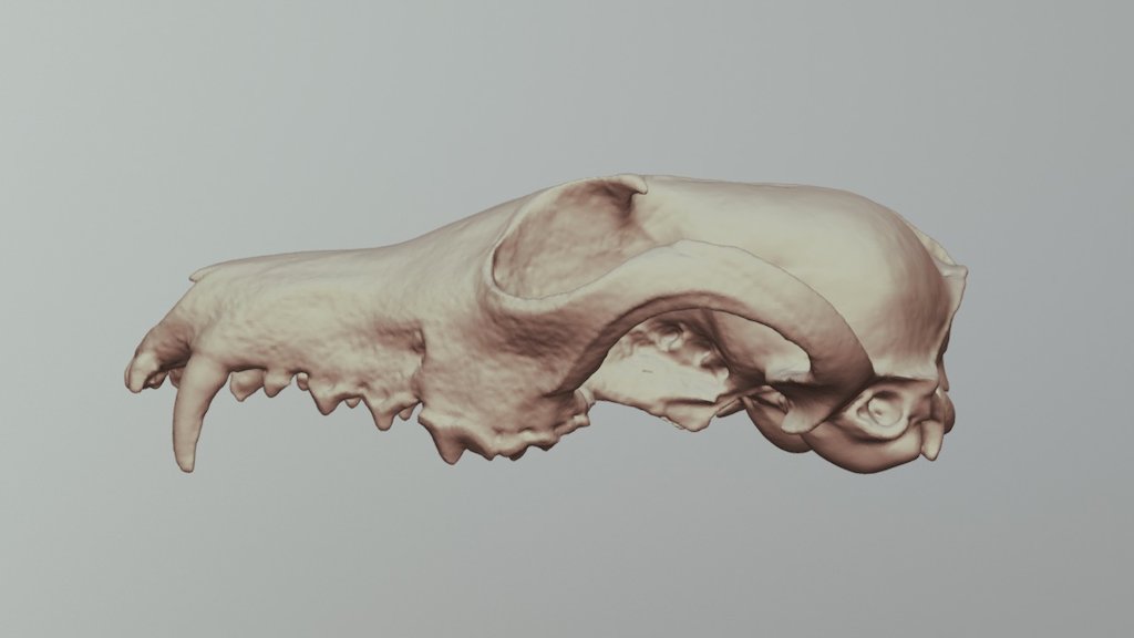 Red Fox Skull (VCU_3D_3004) - Download Free 3D model by Virtual ...