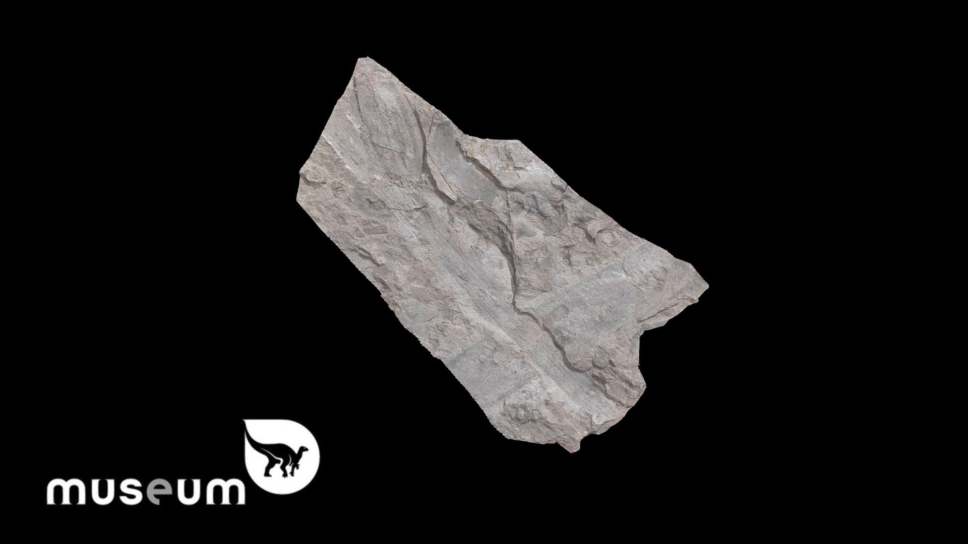 IRSNB b 7945 - Trigonocarpus schutzianus - 3D model by Royal Belgian ...