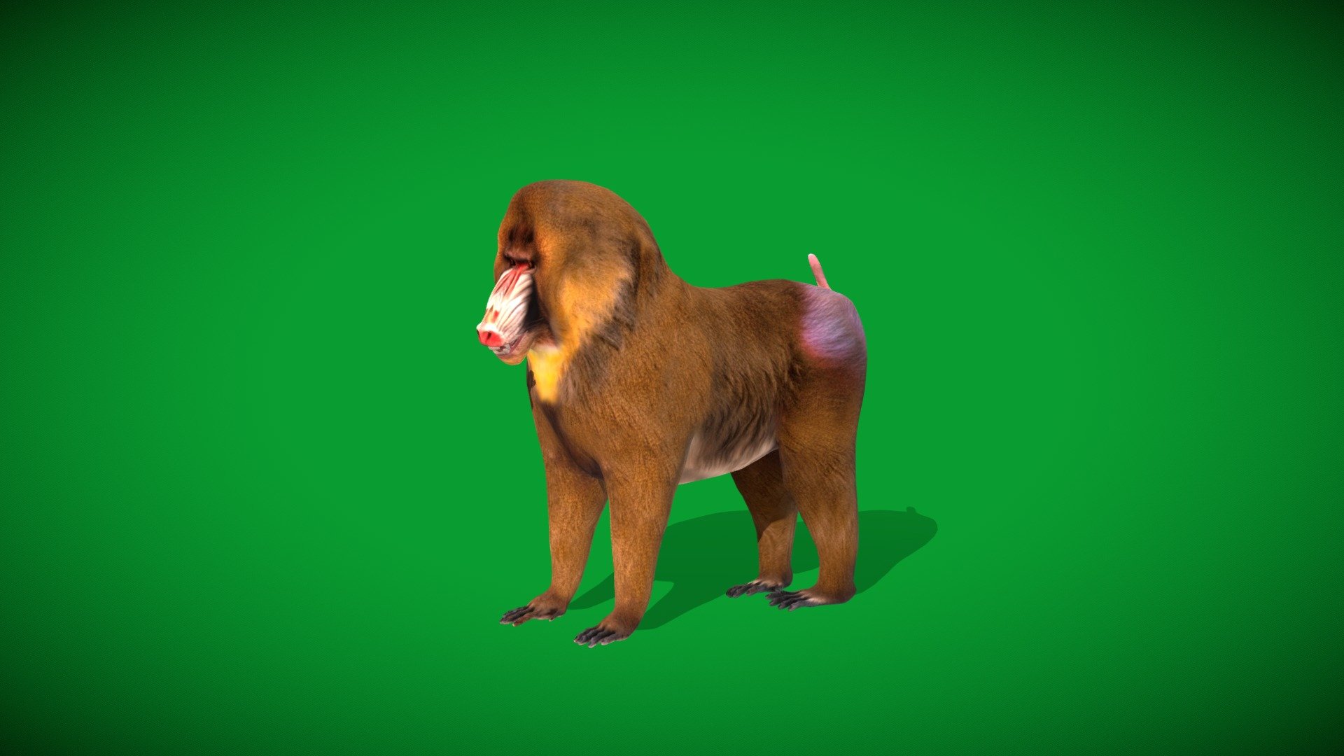 Mandrill Monkey - 3D model by Nyilonelycompany [5821d60] - Sketchfab