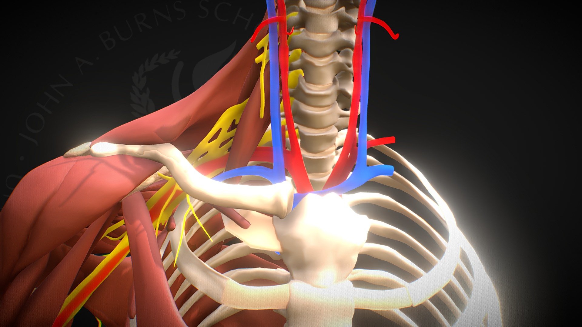 Biceps brachii - copy 1 - 3D model by John A Burns School of Medicine ...