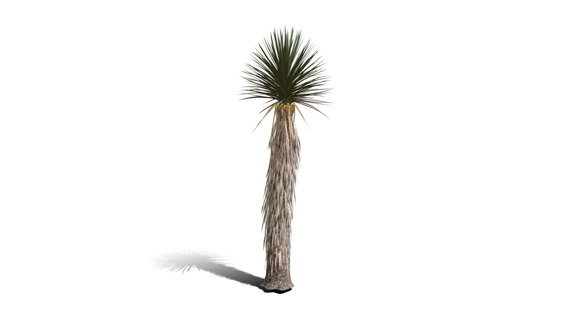 Realistic HD Joshua tree (17/30) - Download Free 3D model by ...