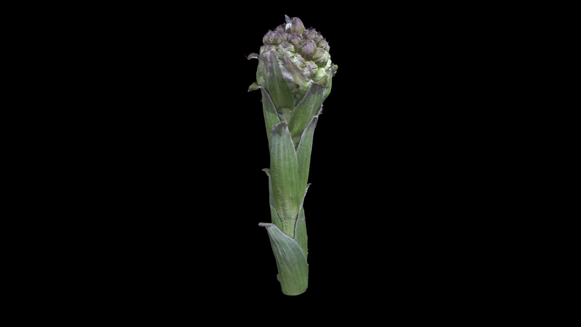 Petasites frigidus (Arctic butterbur) - 3D model by Cal Poly Humboldt ...