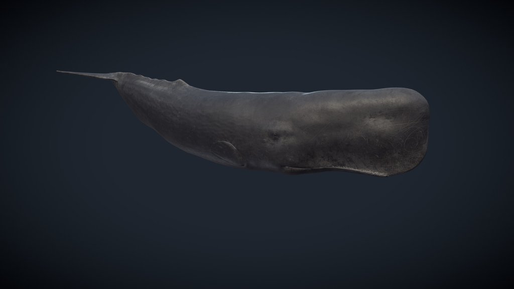Cetaceans - A 3D model collection by photogrammetryblender3D - Sketchfab
