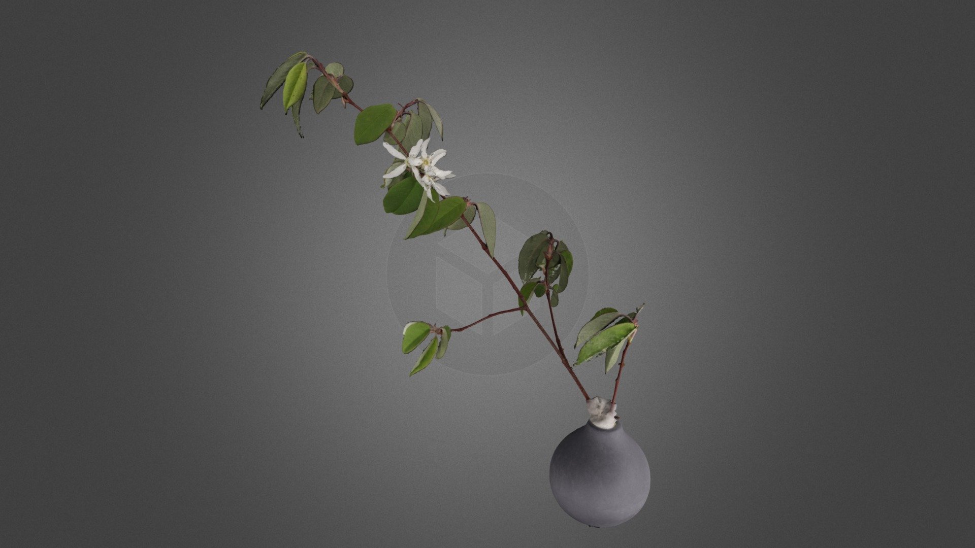 ザイフリボク / Asian serviceberry - 3D model by bunyo0502 [5828412] - Sketchfab