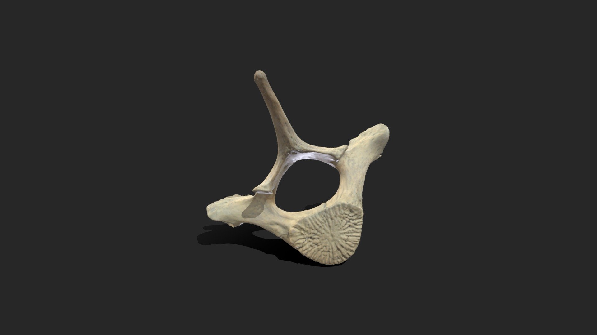 Fox Vertebra - 3D model by MSP-Paleo [5830af4] - Sketchfab