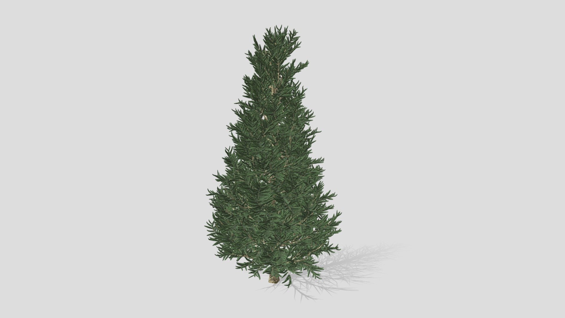 Fraser Fir Tree - Buy Royalty Free 3D model by DATEC_Studio [58315dd ...