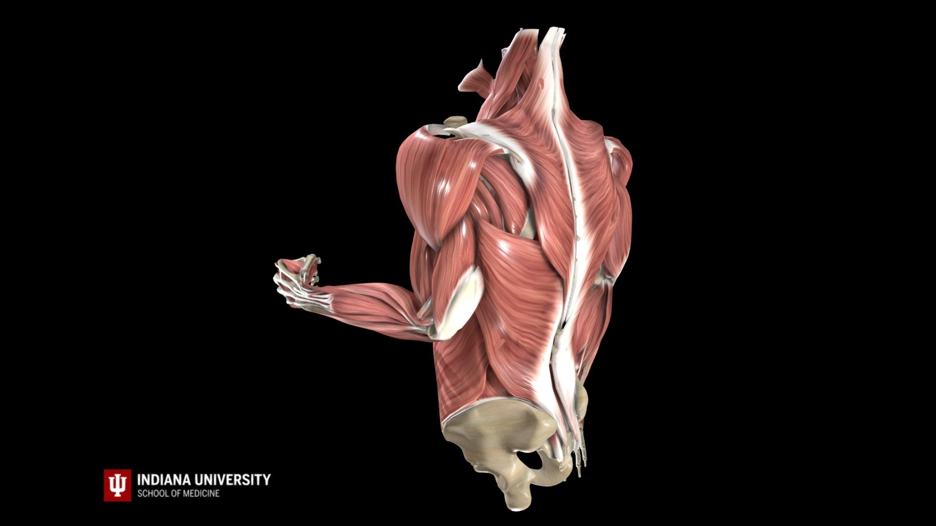 Shoulder- Rotator Cuff: Int/Ext Rotation - Male - 3D model by IU ...