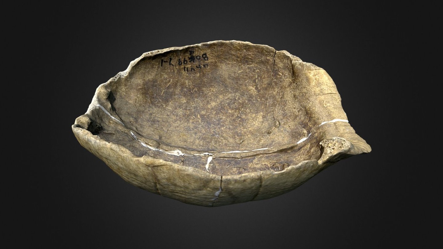 Turtle Shell Cup (80a997-1) - Download Free 3D model by RLA Archaeology ...