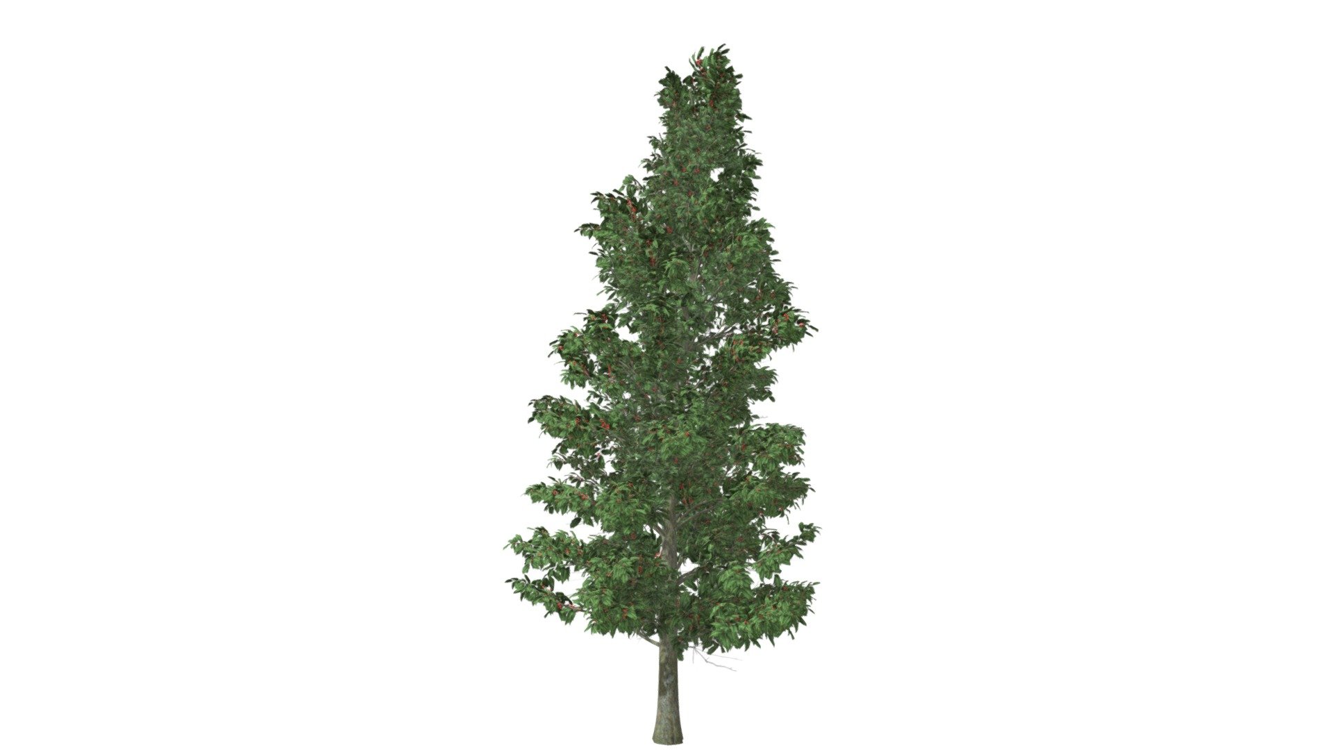 American Holly Tree #07 - Buy Royalty Free 3D model by meshshape ...