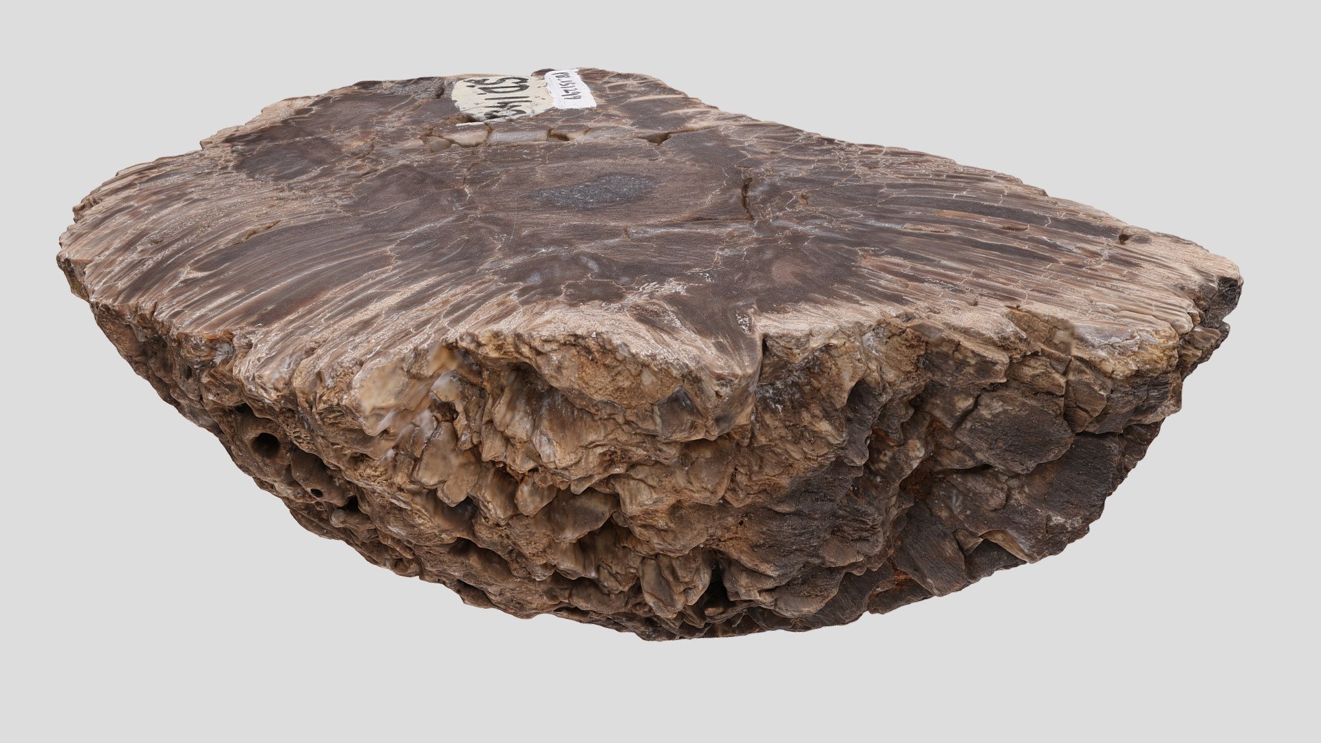 YPM PB.151299A Cycadeoidea minnekahtensis - Download Free 3D model by ...