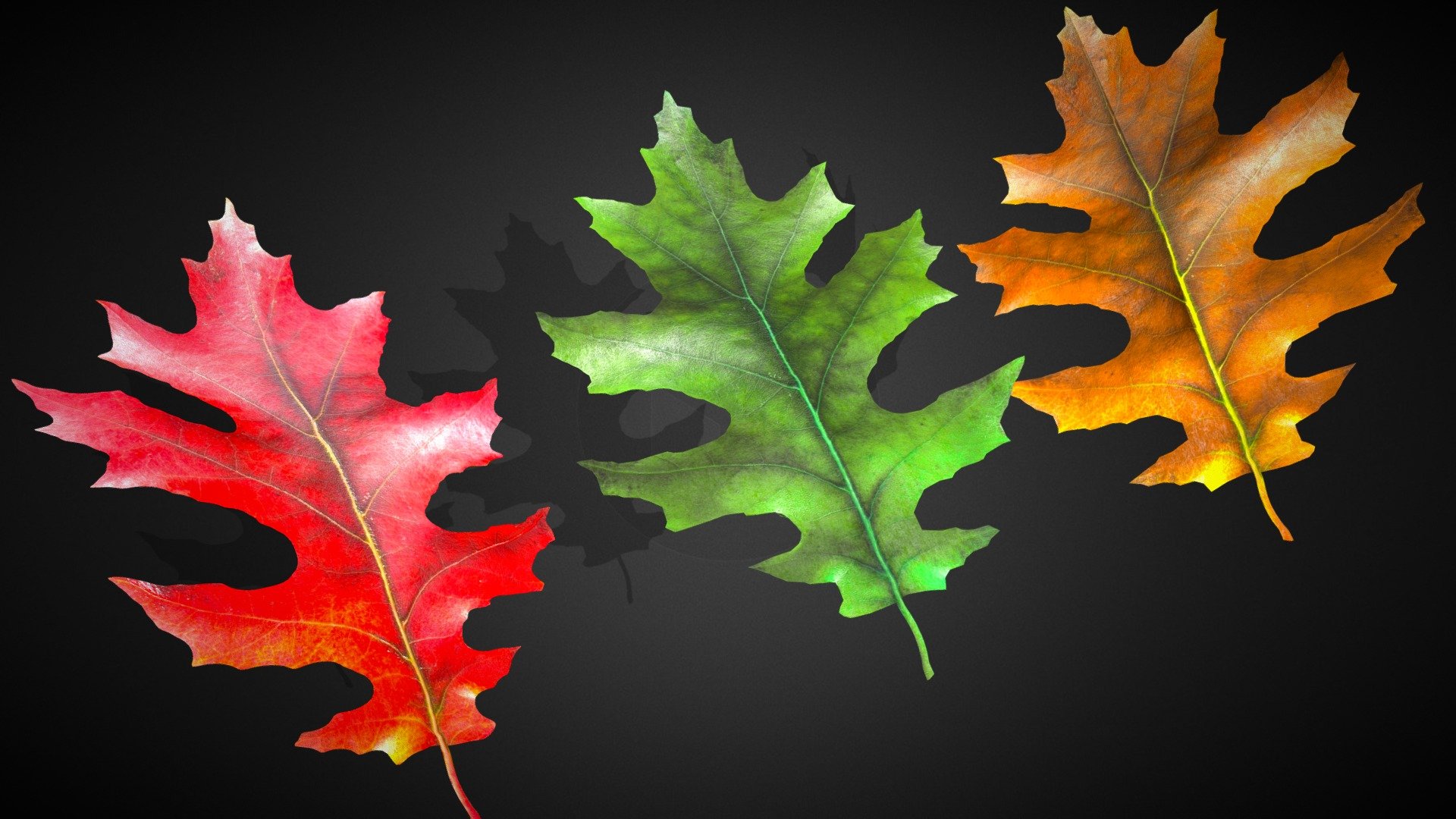Three autumn leaves - 3D model by Roman (@el-i-drel) [5844c86] - Sketchfab