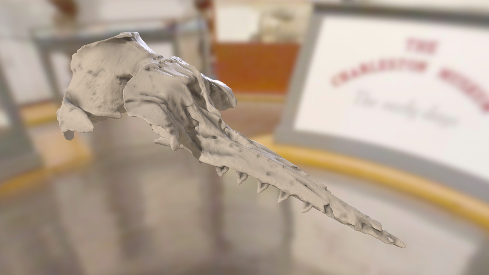 ChM PV8680 - Albertocetus Skull - Download Free 3D model by The ...