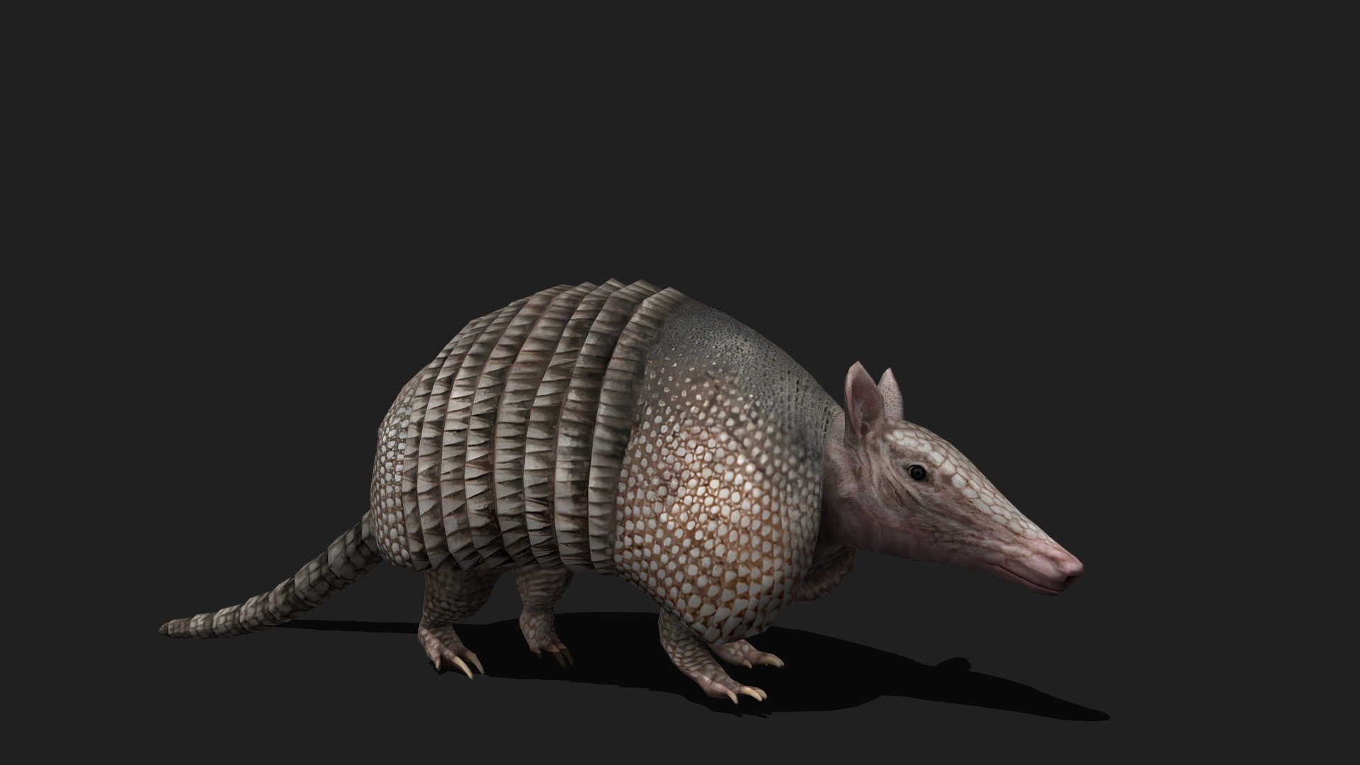 Realistic Animated Armadillo 3D Model - Download Free 3D model by WildMesh 3D (@WildMesh_3D ...