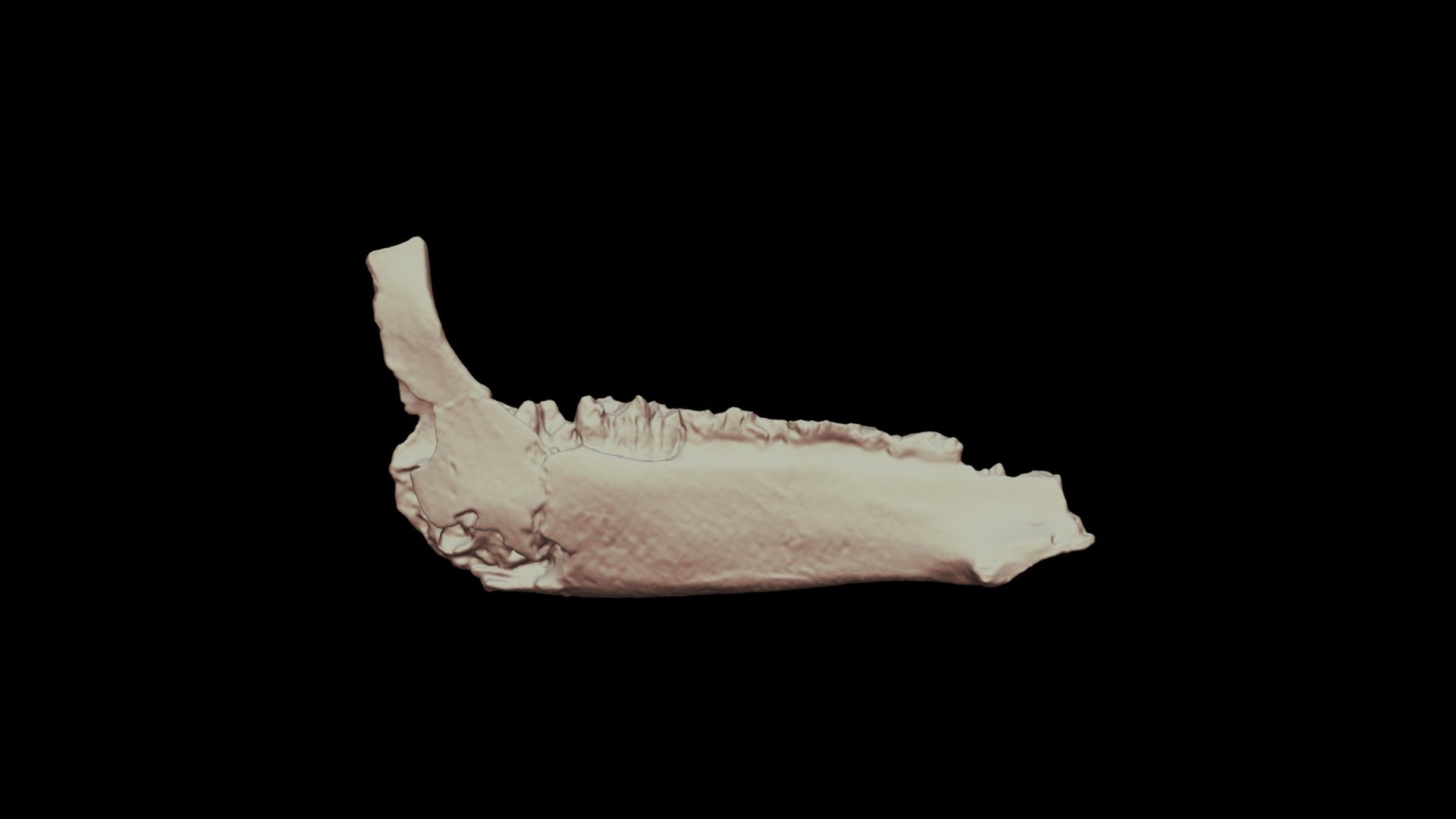 Neolicaphrium major - 3D model by Museo de La Plata, Argentina ...