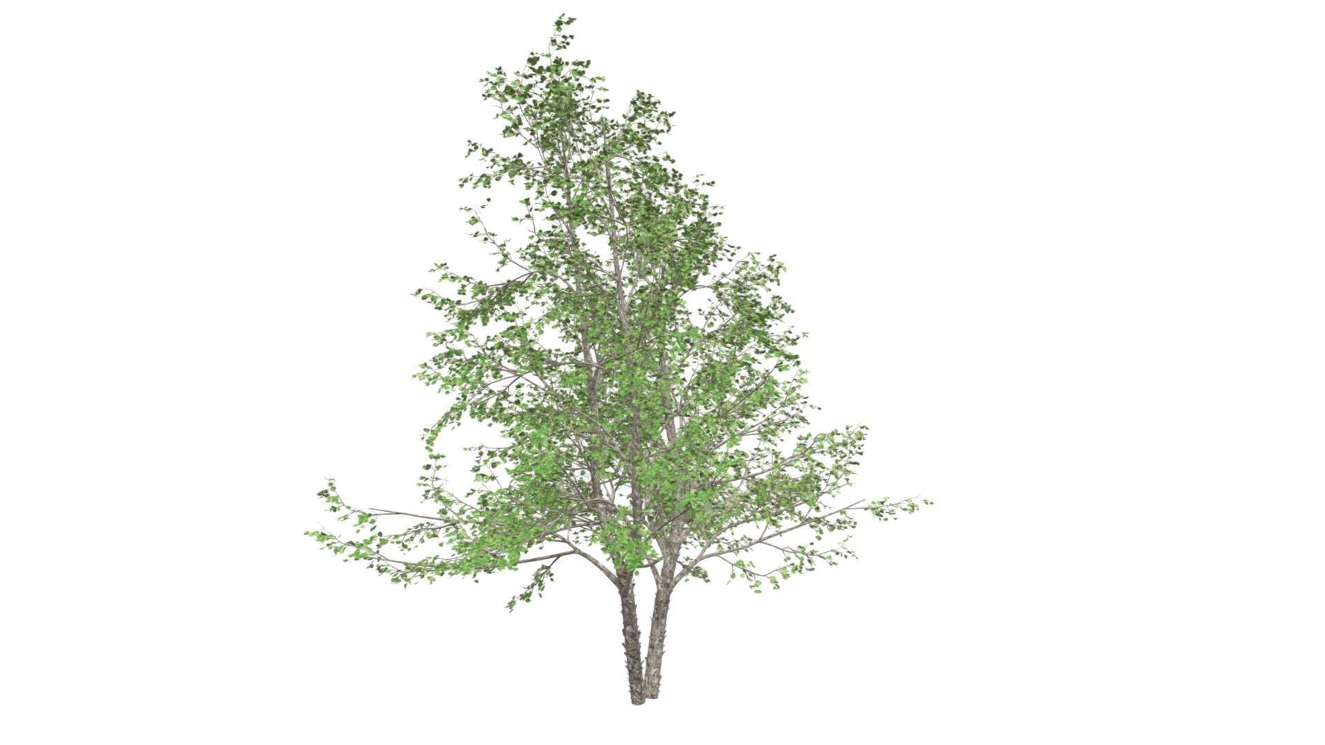 River Birch Tree #08 - Buy Royalty Free 3D model by meshshape [584f30f ...