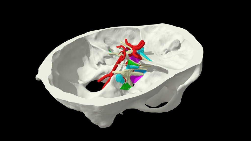 Skull Basics - Educational Resources - A 3D model collection by ...