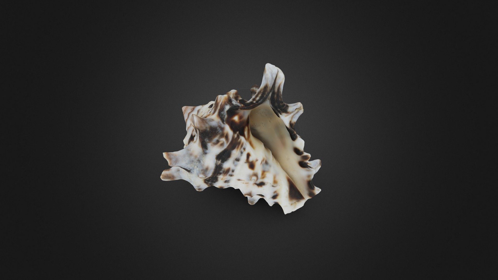 Seashell - Download Free 3D model by Nik (@nikska) [585464d] - Sketchfab