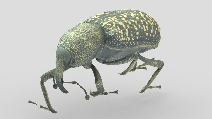 Weevil 3D models - Sketchfab