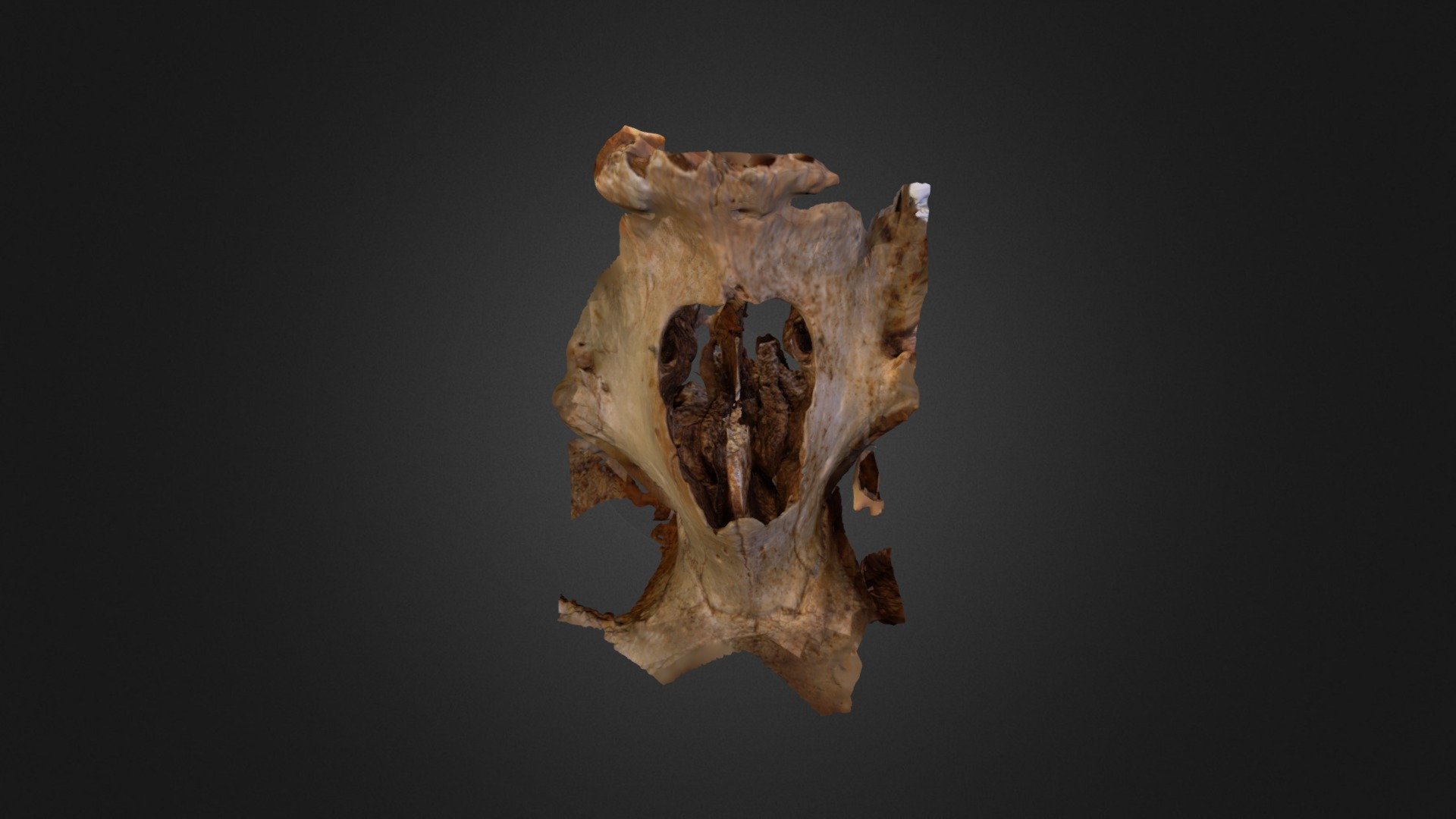 Nose_05_02 - 3D model by valse [5861484] - Sketchfab