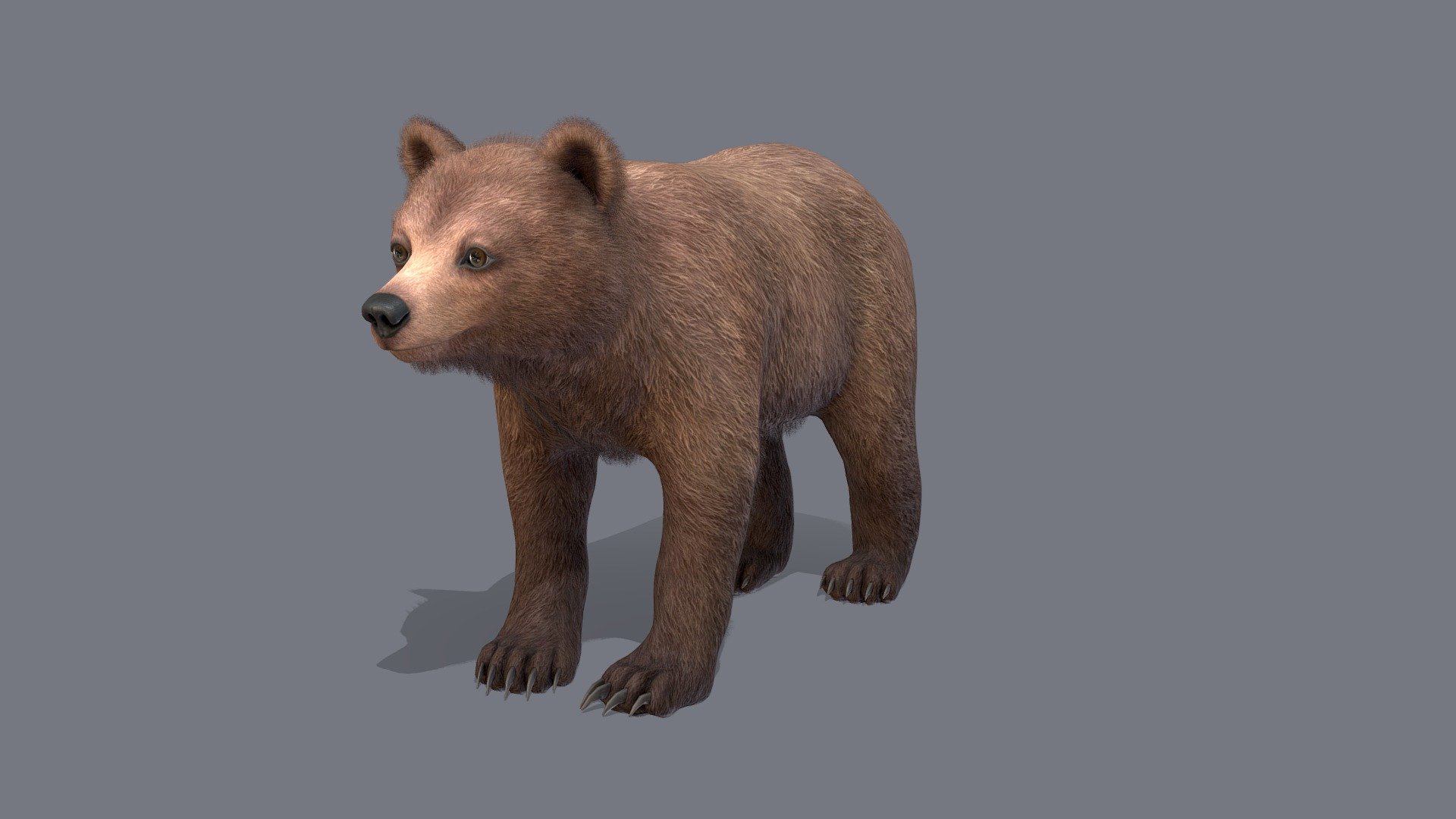 Bear - Cub - Buy Royalty Free 3D model by RedDeer (@billl90) [58633a9 ...