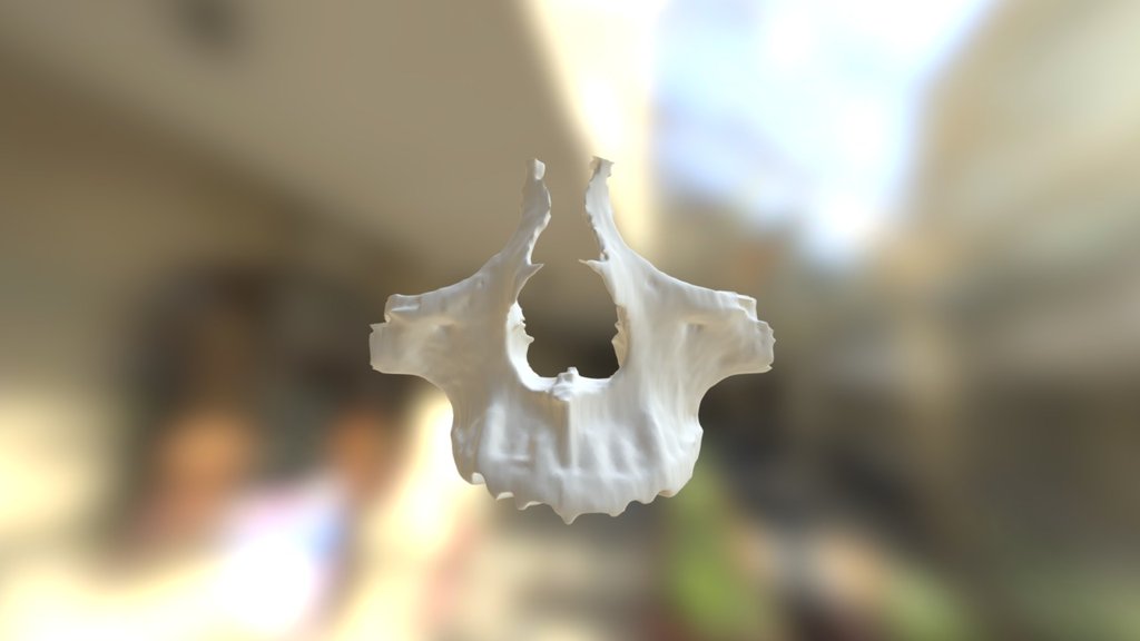 Maxilla - 3D model by brentonsio [5863589] - Sketchfab