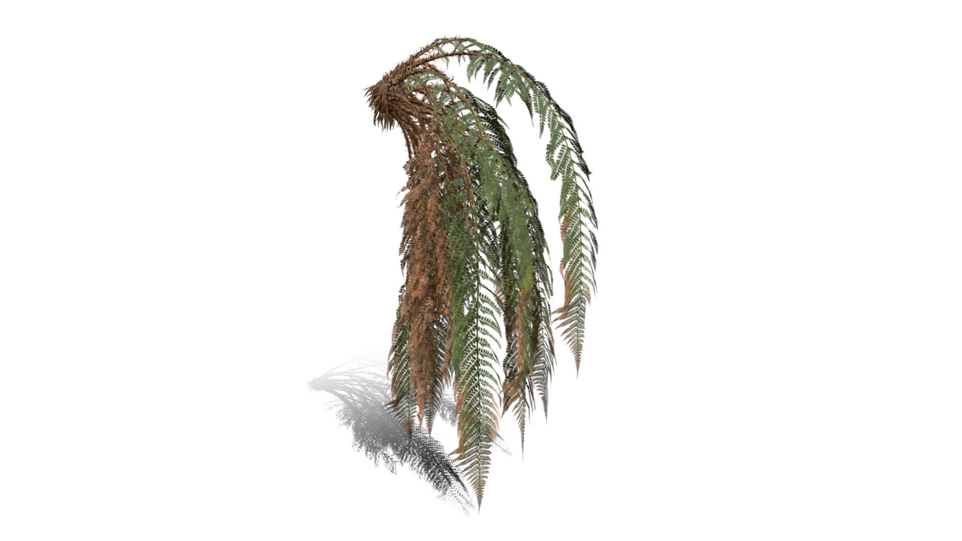 Realistic HD Male fern (49/50) - Download Free 3D model by PlantCatalog ...