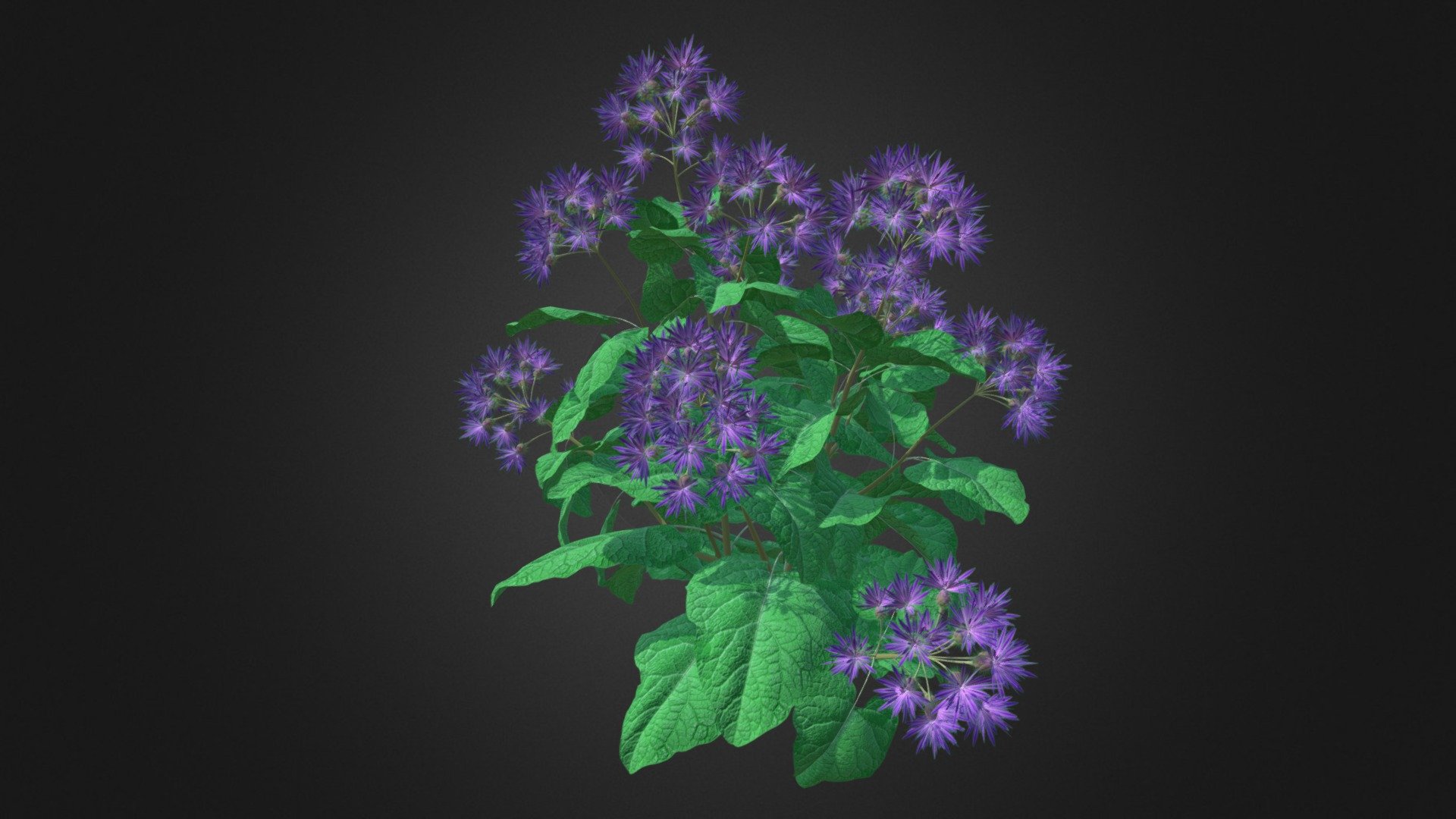 Thistle 3D Model - Buy Royalty Free 3D model by cgaxis [586c708 ...