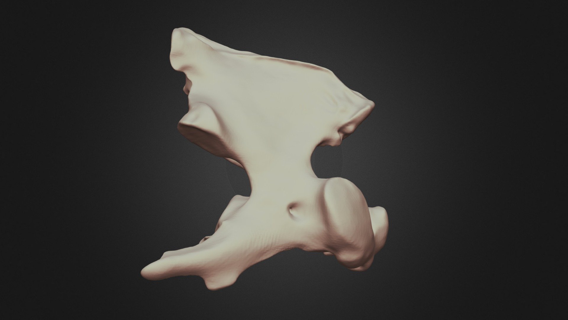 Ursus americanus (Black Bear) Axis - 3D model by Lakehead Anthropology ...