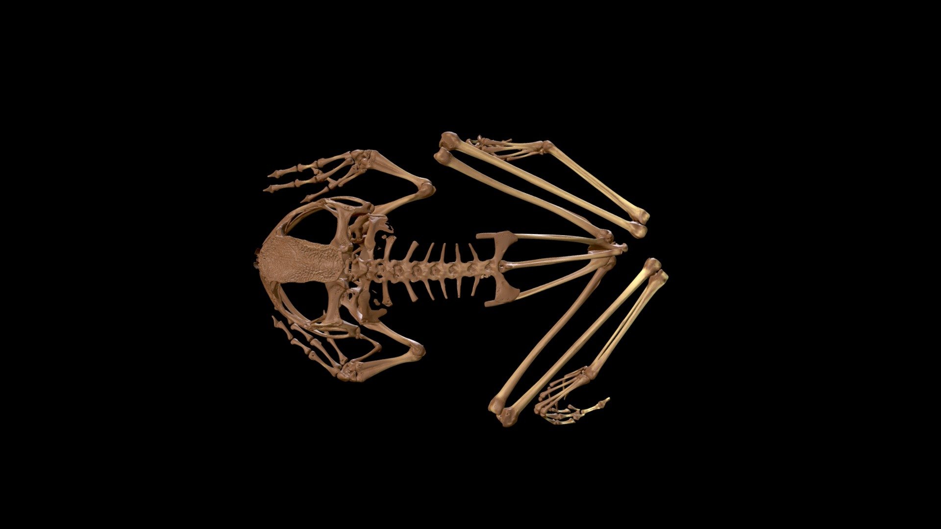 Horned Marsupial Frog Skeleton - 3D model by Blackburn Lab (@ufherps) [586d553] - Sketchfab