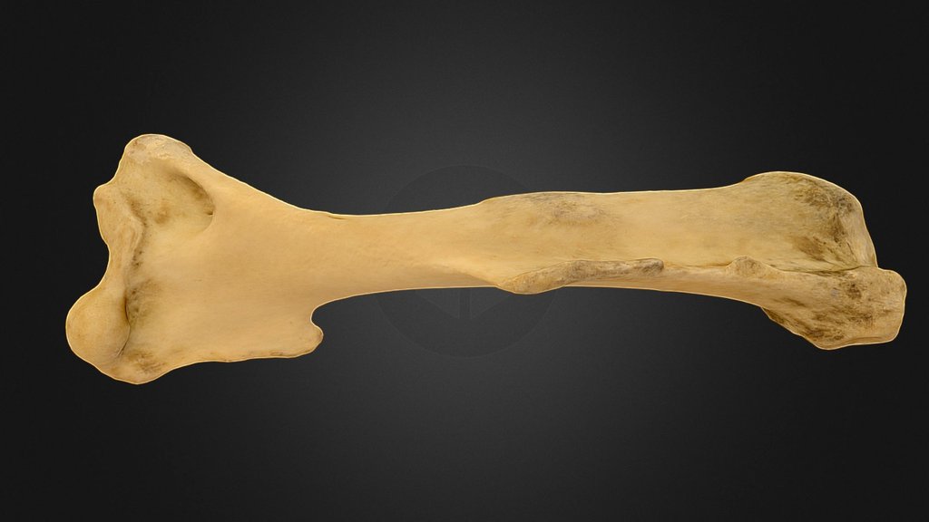 Koala Humerus Left - 3D model by Adddy [586d59d] - Sketchfab