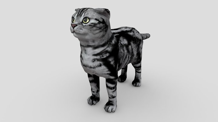 Scottish-fold 3D models - Sketchfab
