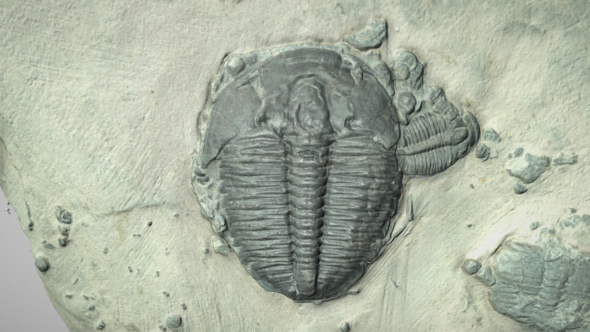Ptychopariida, Elrathia kingii - Download Free 3D model by Geoscience ...