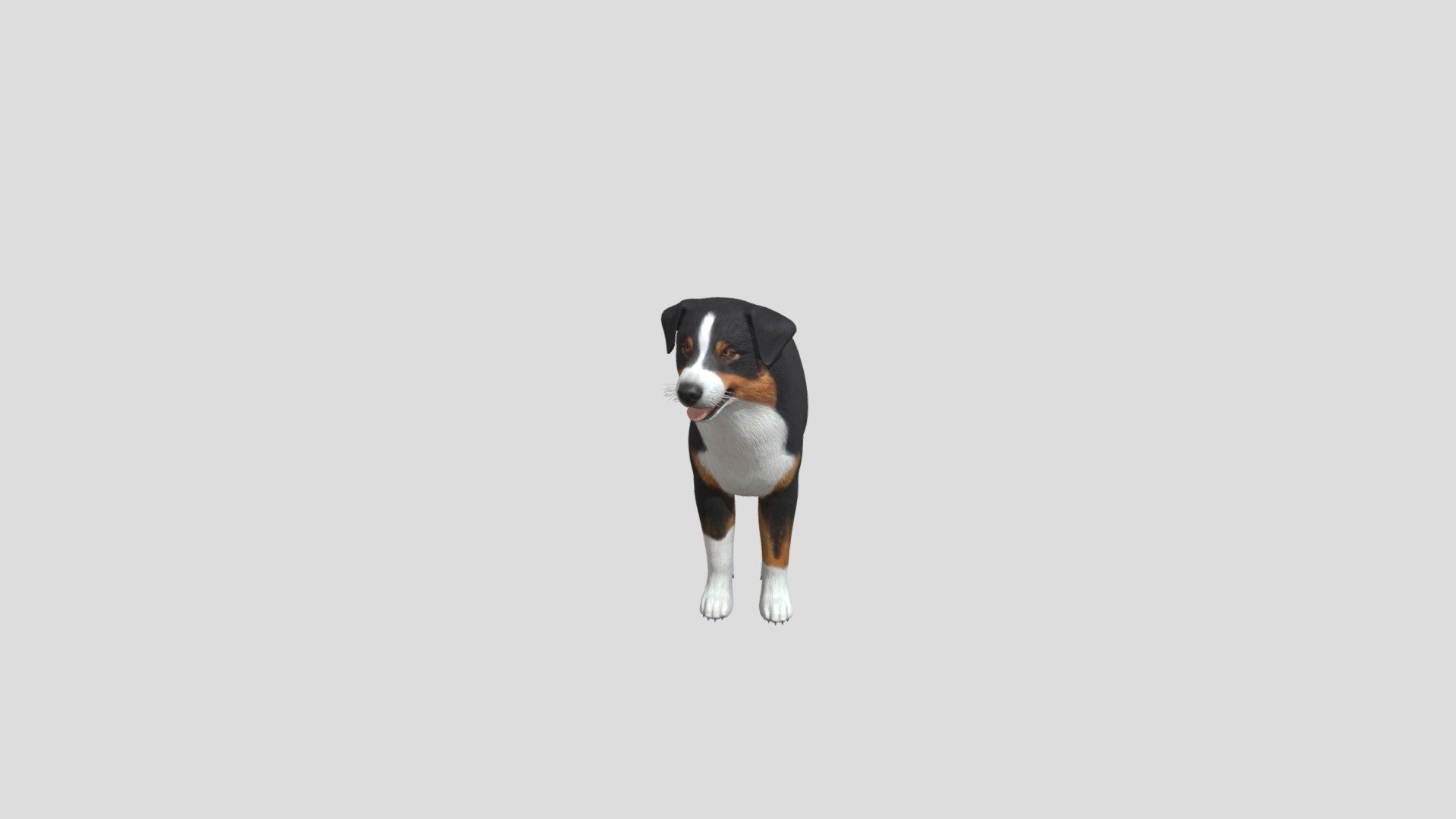 Dog Australian Shepherd - Buy Royalty Free 3D model by Phil3D ...