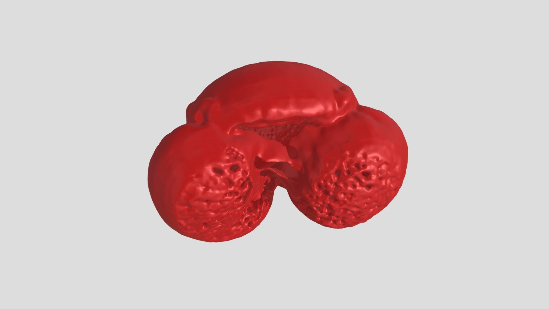 Scots Pine (Pinus sylvestris) pollen grain - 3D model by Cardiff ...