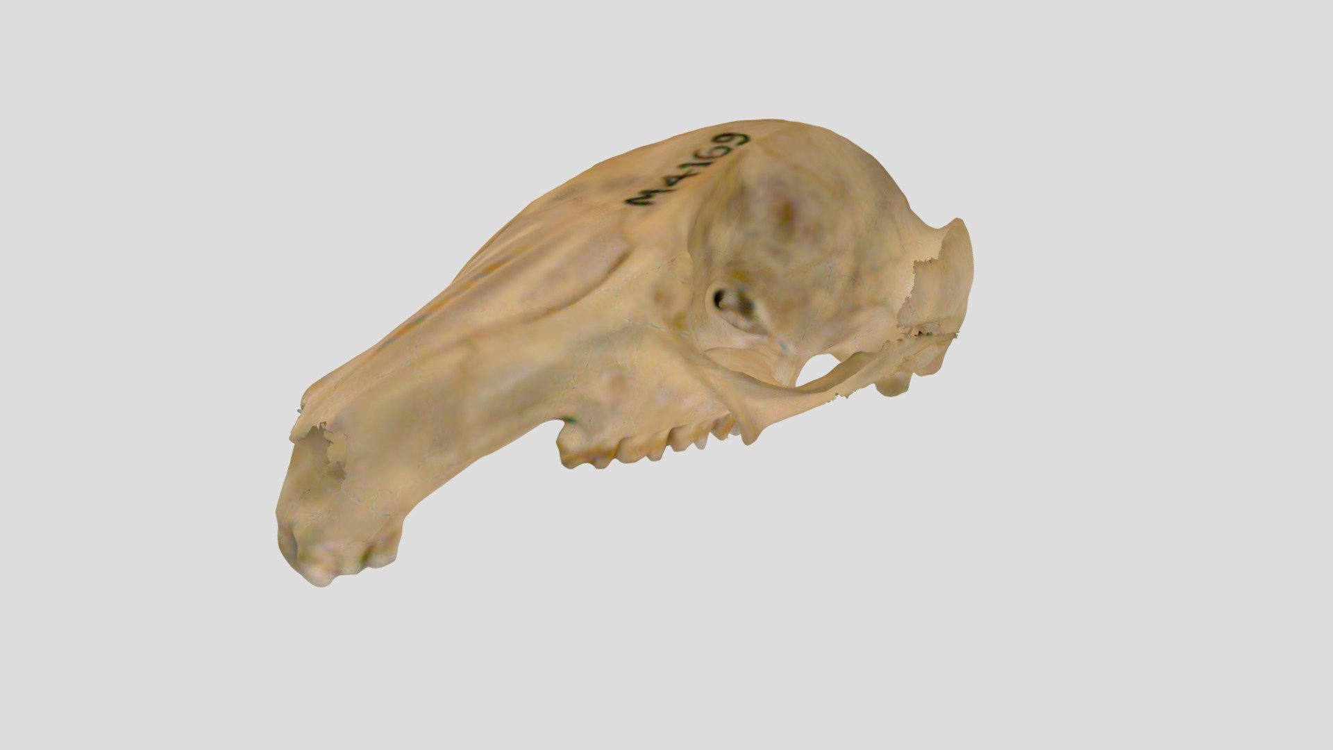 WAM M4169 - Nabarlek (Skull) - 3D model by Western Australian Museum ...