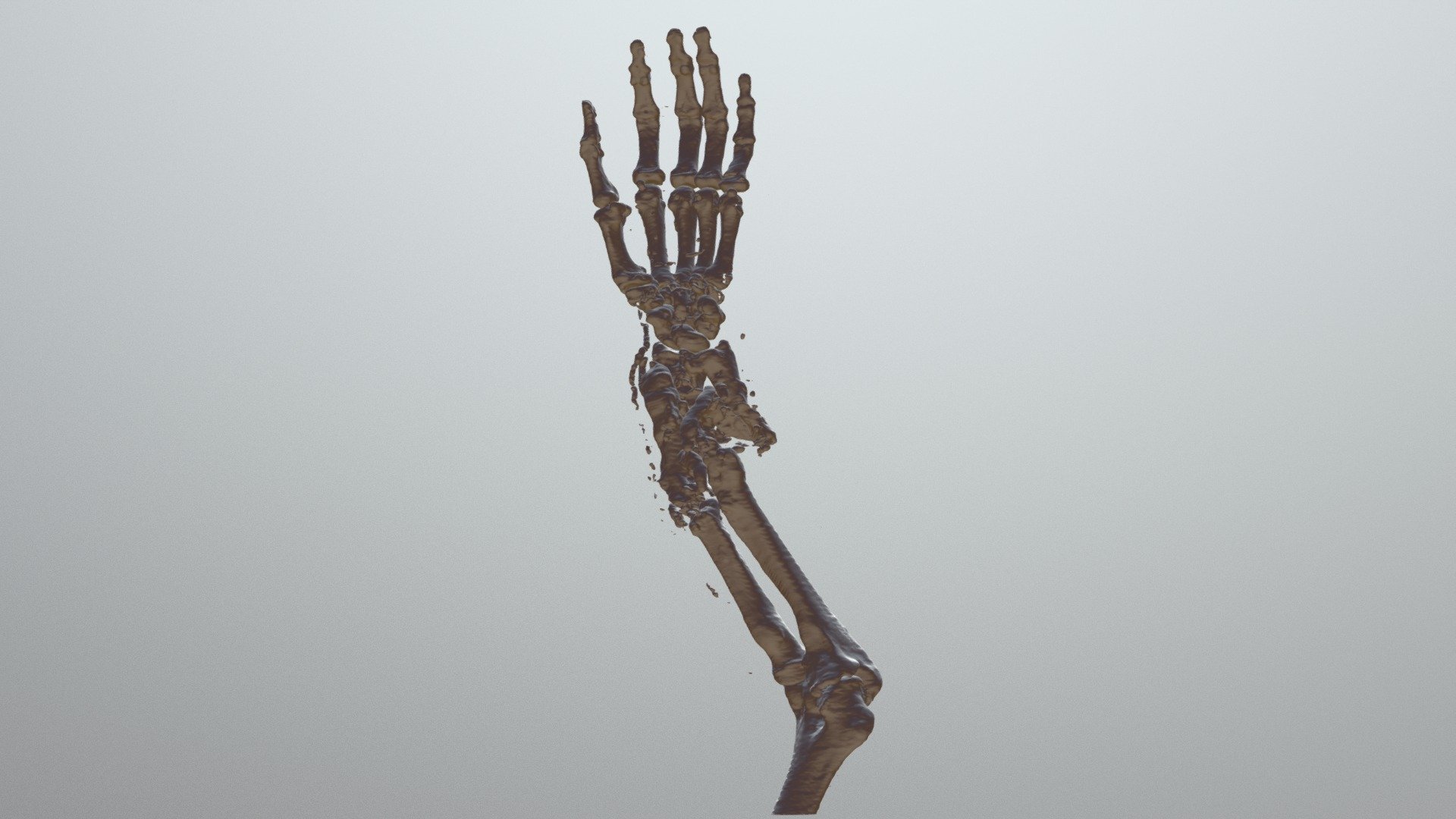 forearm - 3D model by tsrmadmin [589191a] - Sketchfab