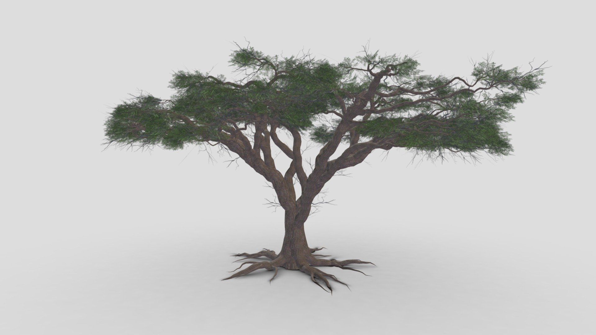 African Acacia Tree-S3 - Buy Royalty Free 3D model by ASMA3D [58919c3 ...
