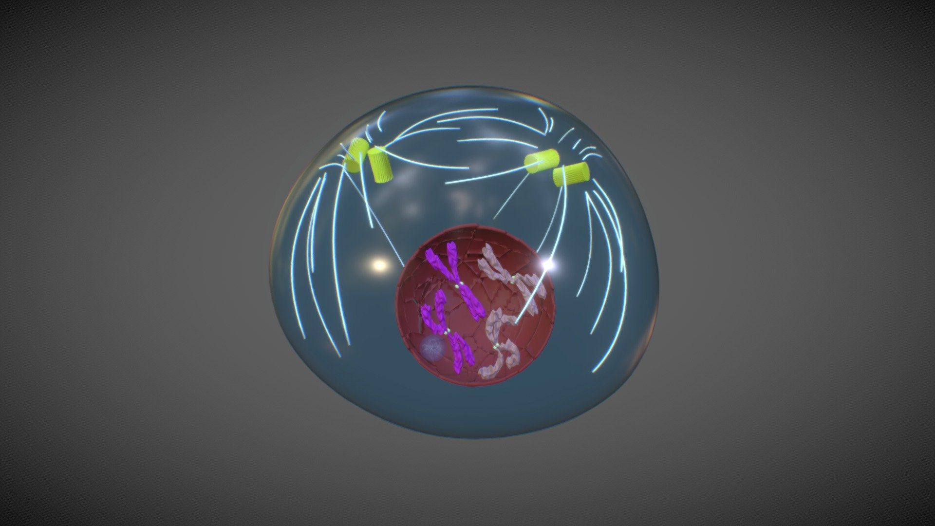 Mitosis - Fase 2 - 3D model by Rody Artigas Silva (@Dr.Rody.Artigas ...