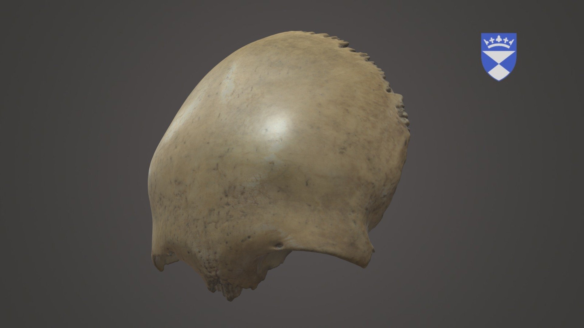 Frontal - 3D model by University of Dundee, CAHID (@anatomy_dundee ...