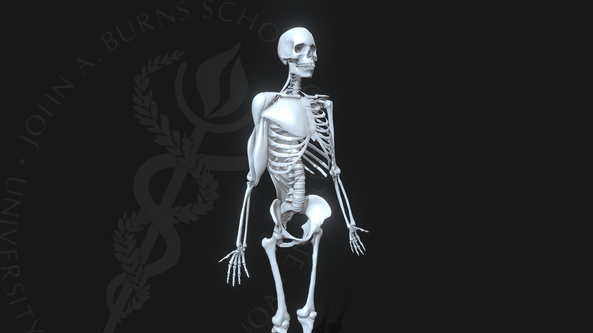 Trial skeleton movement - 3D model by John A Burns School of Medicine ...
