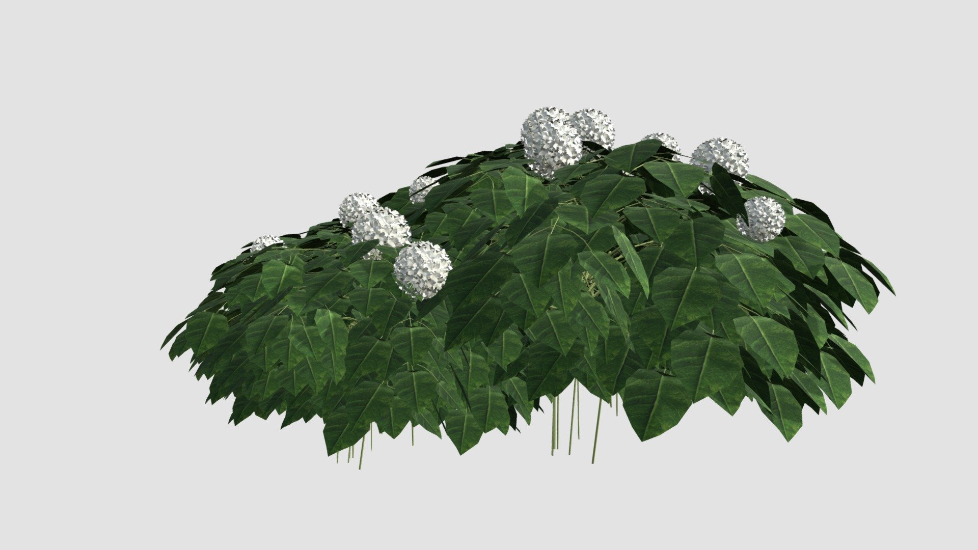 Plant for c4d - Buy Royalty Free 3D model by Evermotion [5898252 ...