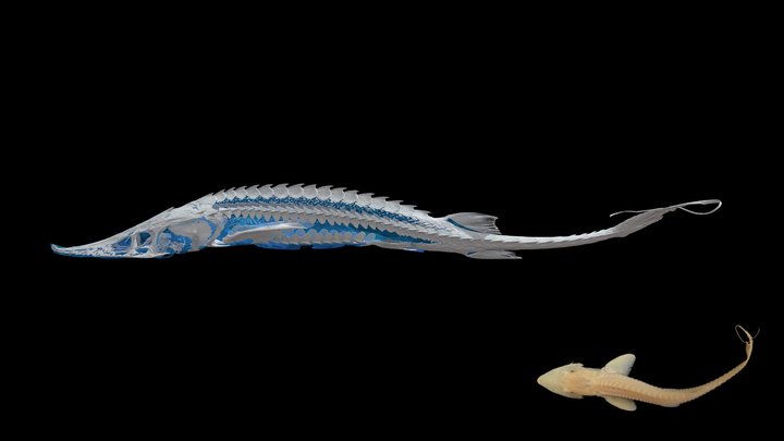 Sturgeon 3D models - Sketchfab