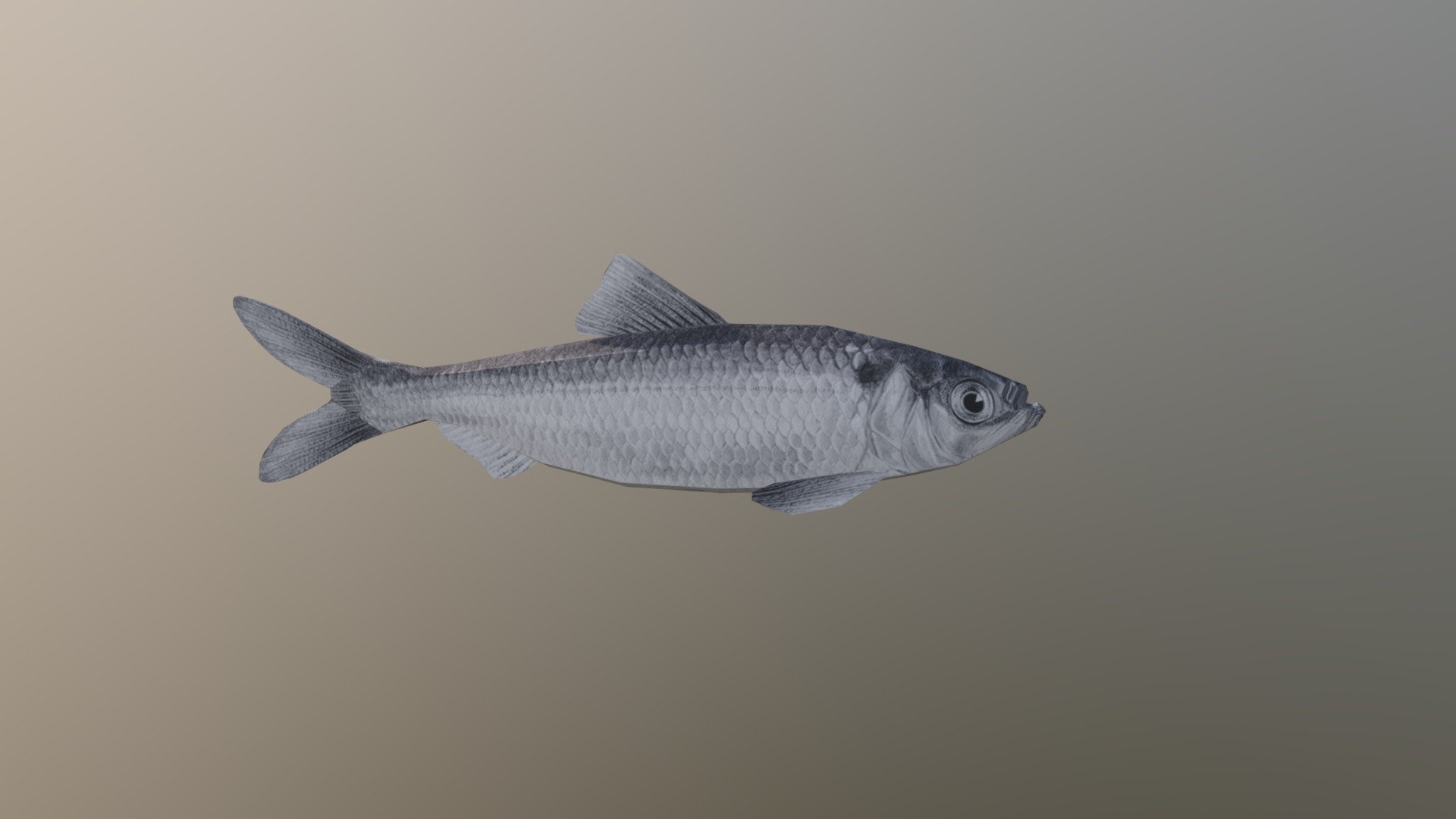 Fish - 3D model by nuathan [589b2d7] - Sketchfab
