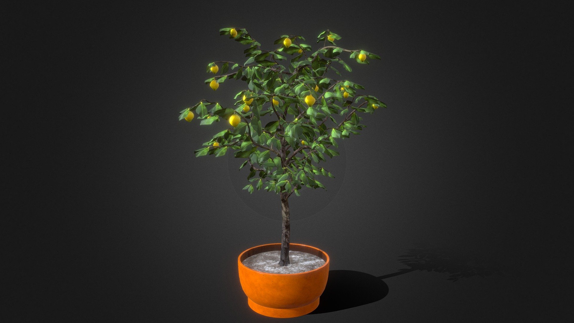 Lemon Tree small - 3D model by ECHO (@Echo.3D) [589b304] - Sketchfab