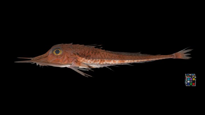 Searobin 3D models - Sketchfab